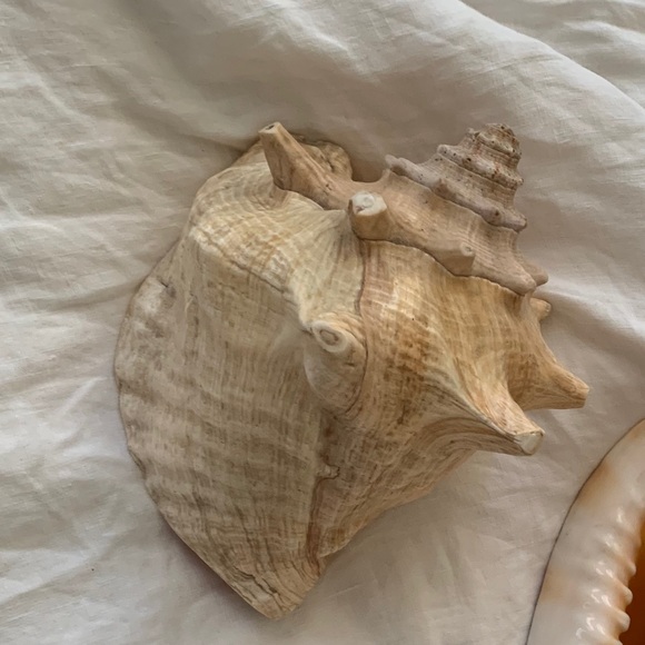 Vintage | Accents | Vintage Conch Shell | Poshmark